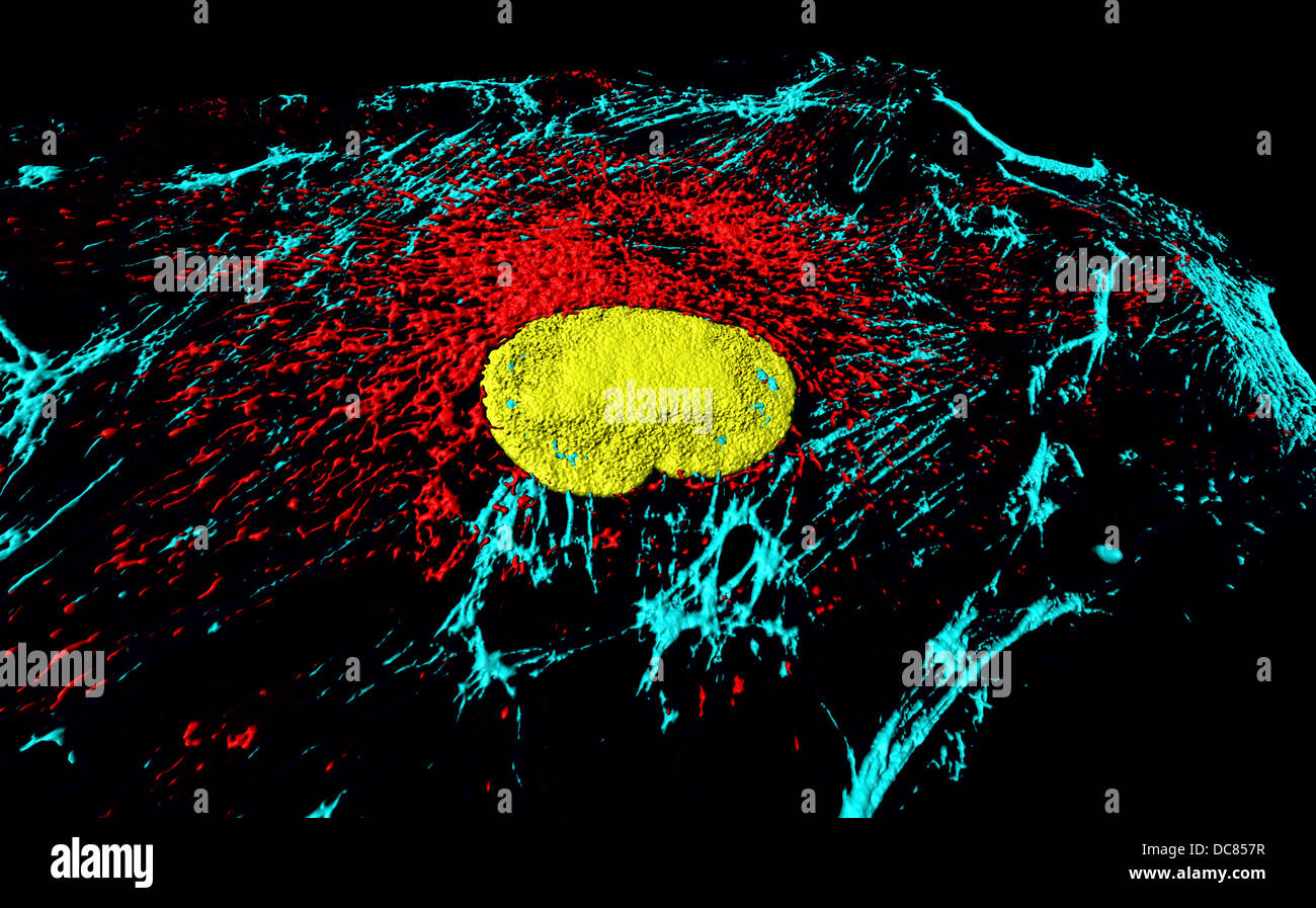 Microfilaments (blue), mitochondria (red), and nucleus (yellow) in ...