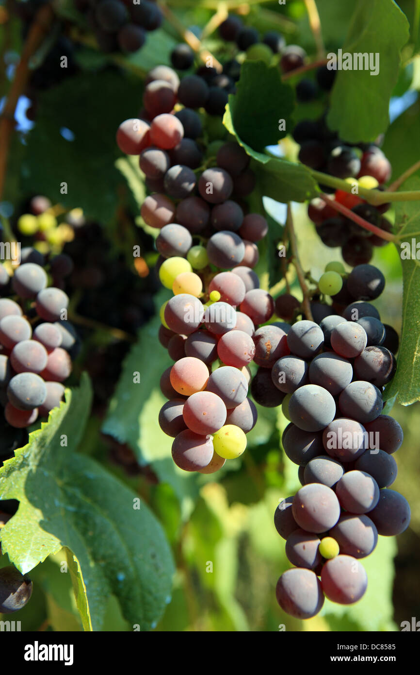 Hanging bunches of fruit hi-res stock photography and images - Alamy