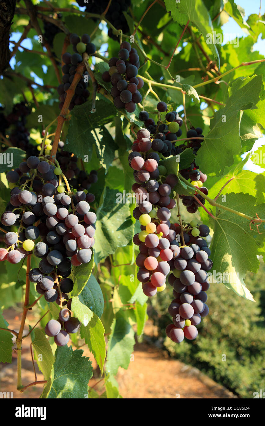 Red grapes hanging on the vines Stock Photo - Alamy