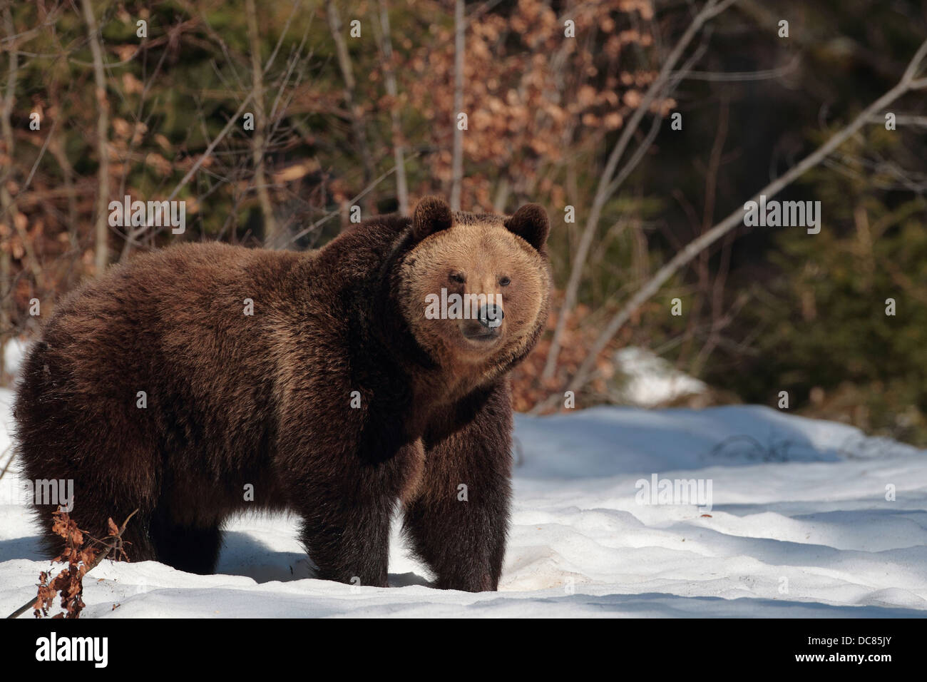 Romania Bear High Resolution Stock Photography and Images - Alamy