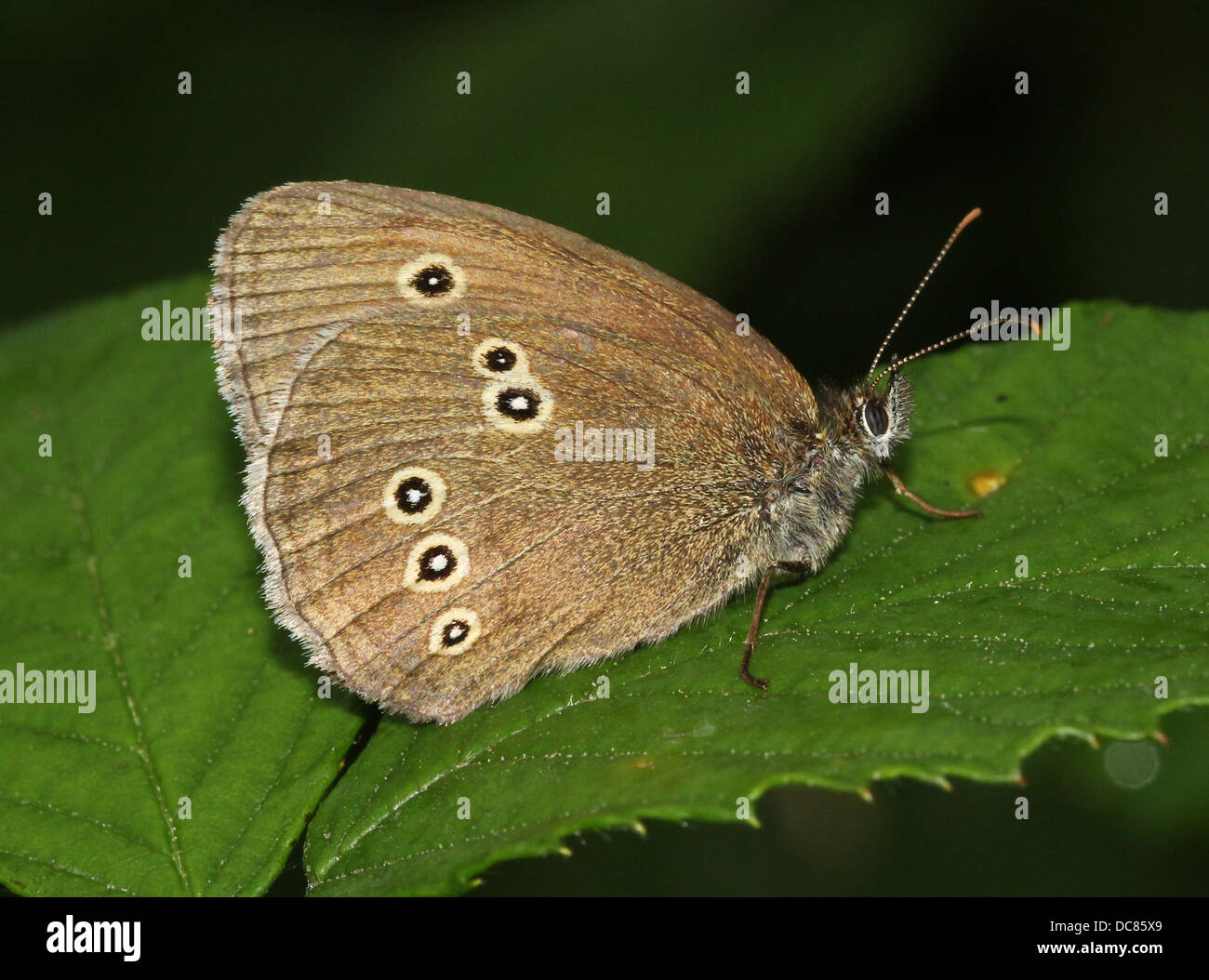 Macro image of a female brown Ringlet (Aphantopus hyperantus) butterfly ...