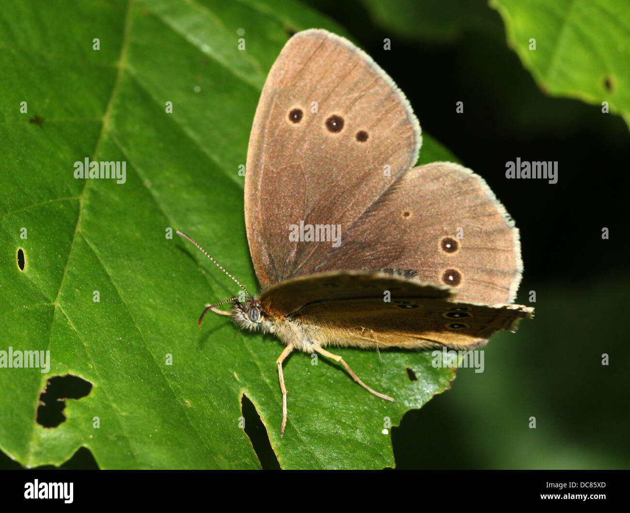 Macro image of a female brown Ringlet (Aphantopus hyperantus) butterfly ...