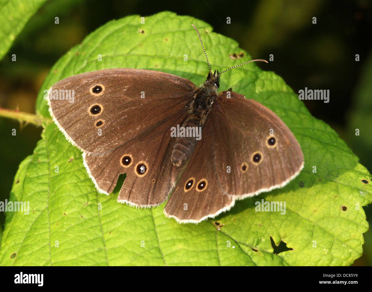 Macro image of a female brown Ringlet (Aphantopus hyperantus) butterfly ...