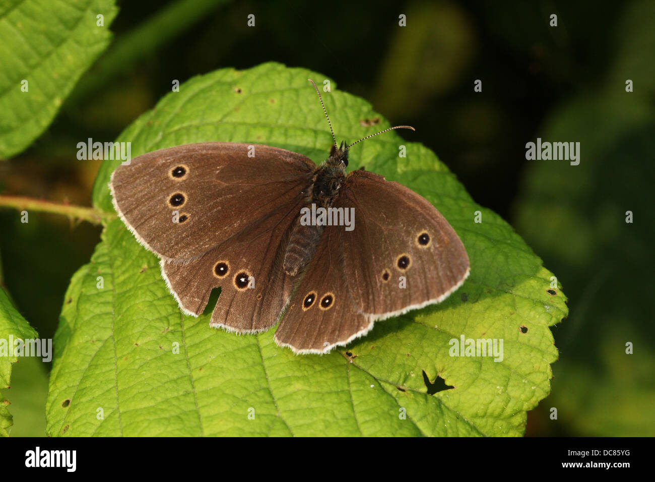 Macro image of a female brown Ringlet (Aphantopus hyperantus) butterfly ...