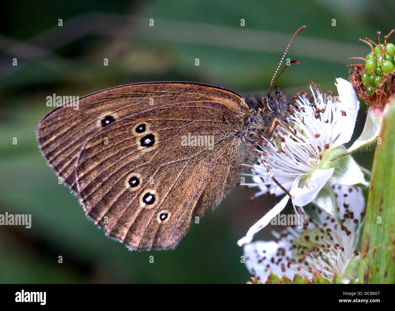 Macro image of a brown Ringlet (Aphantopus hyperantus) butterfly ...