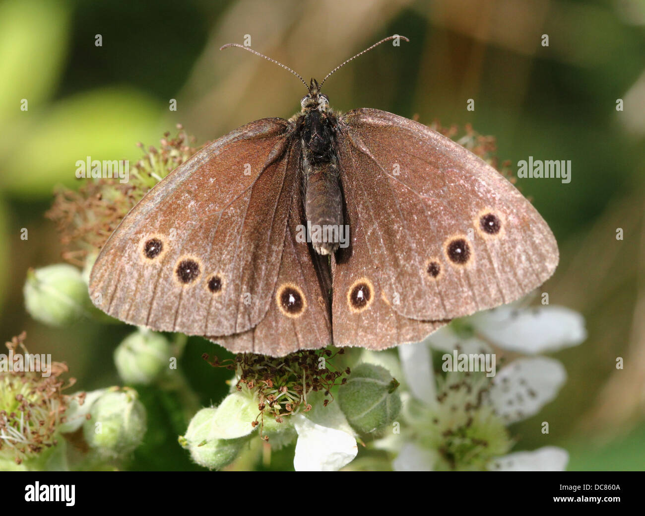 Macro image of a brown Ringlet (Aphantopus hyperantus) butterfly ...