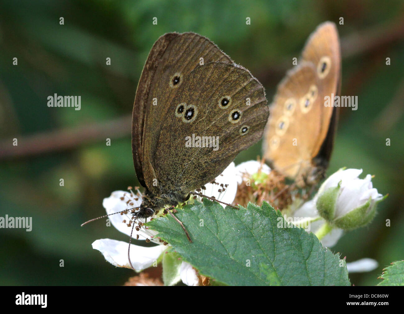 Macro image of a brown Ringlet (Aphantopus hyperantus) butterfly ...