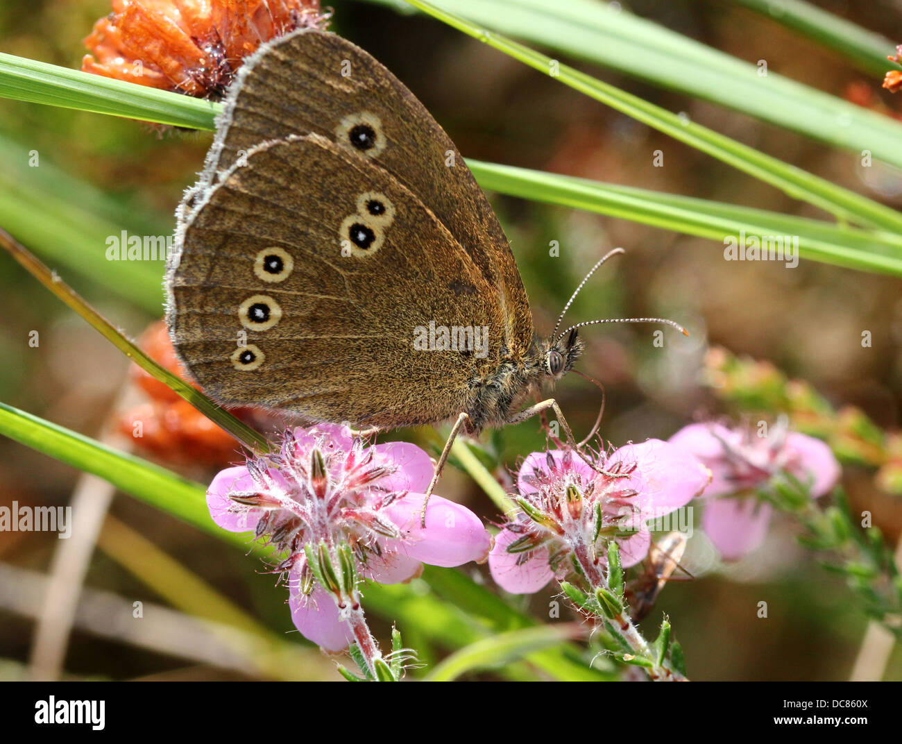 Macro image of a brown Ringlet (Aphantopus hyperantus) butterfly ...