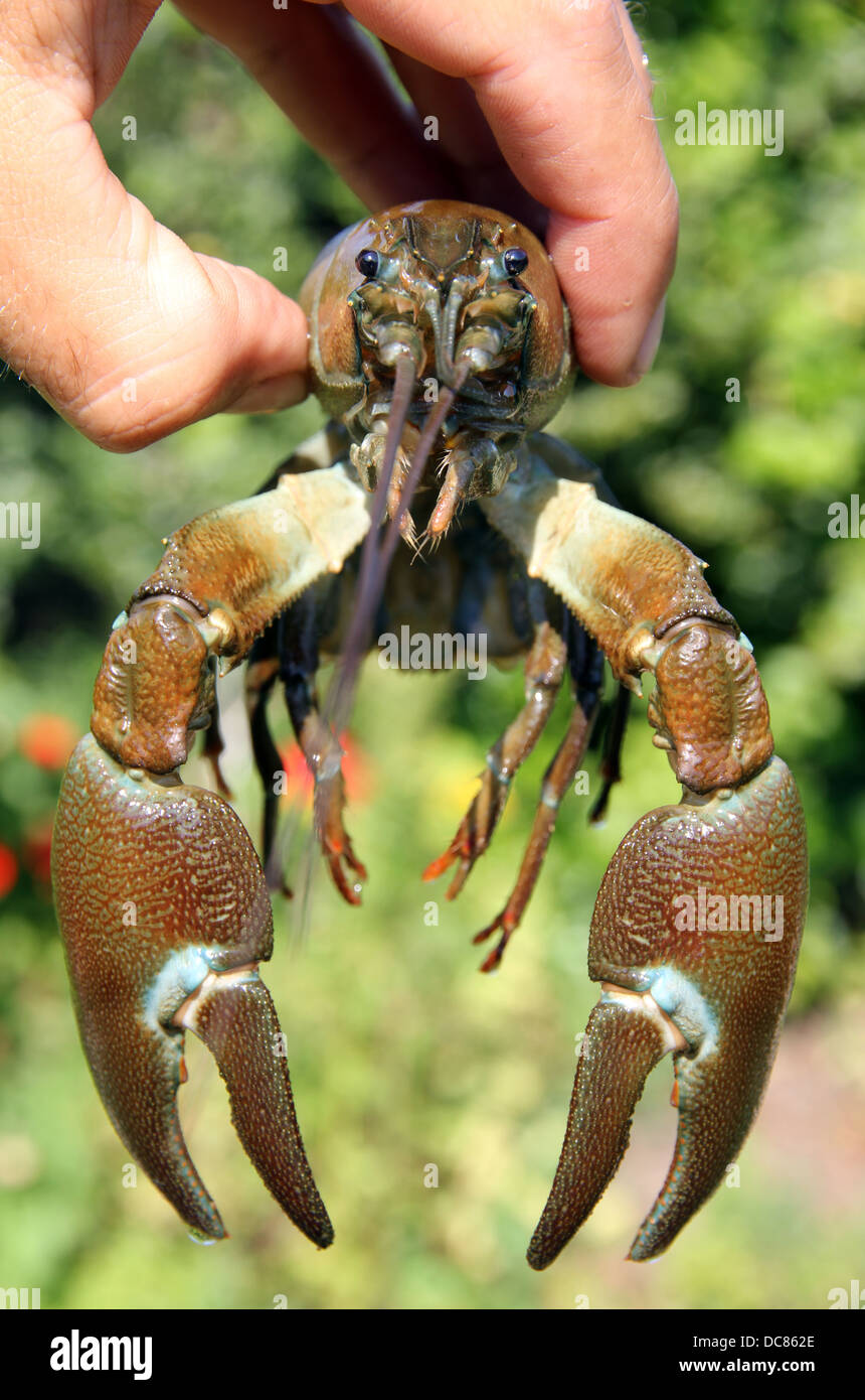 American signal crayfish, an invasive species from North America to ...