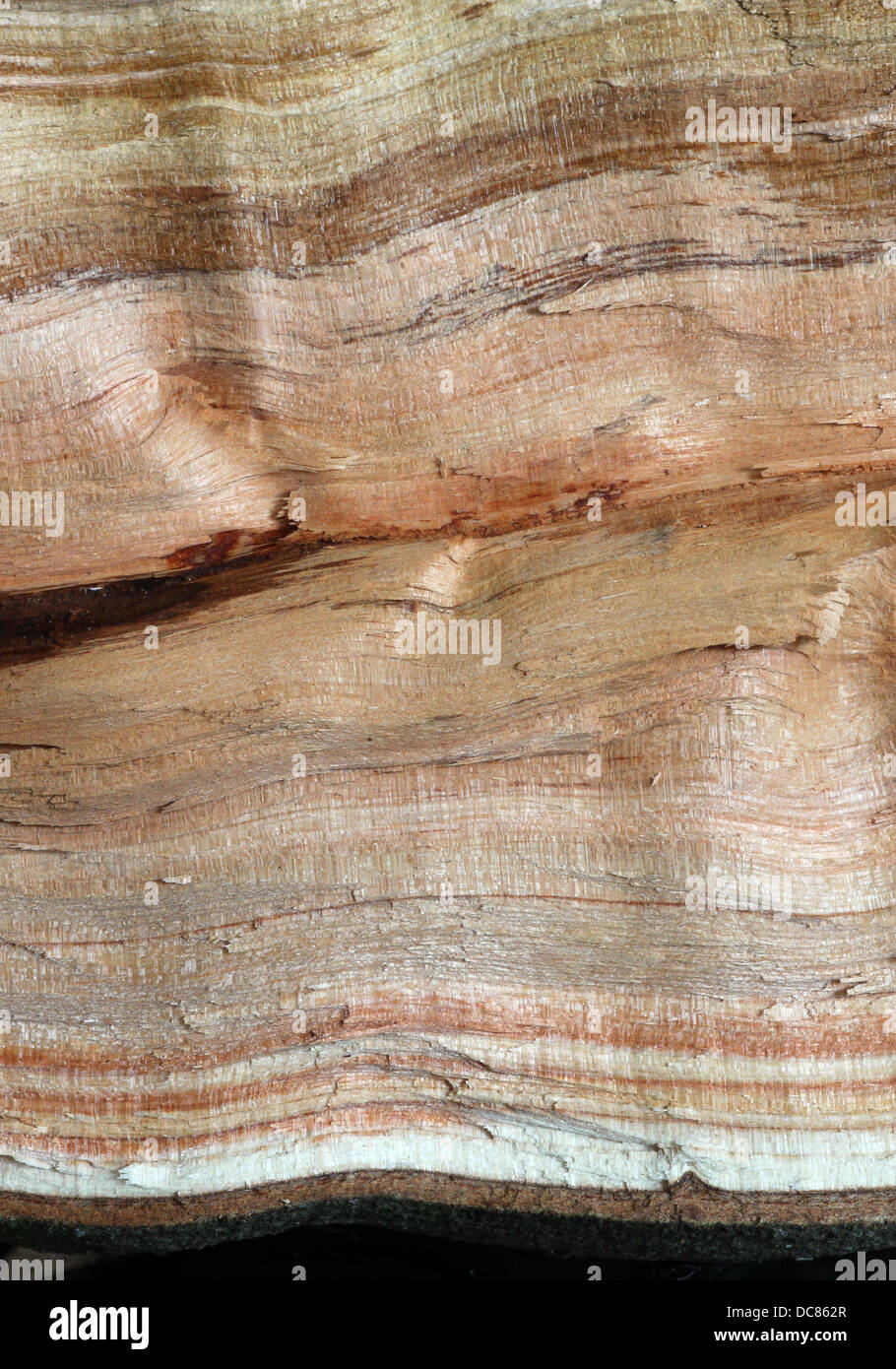 Why Does Wood Split Along The Grain at Paul Maxwell blog