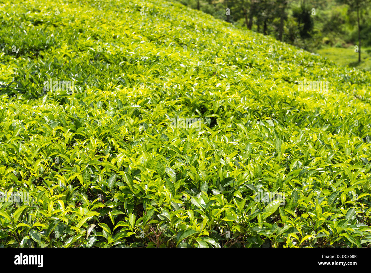 Fresh green tea plantation field at Nuwara Eliya, Sri Lanka, Ceylon ...