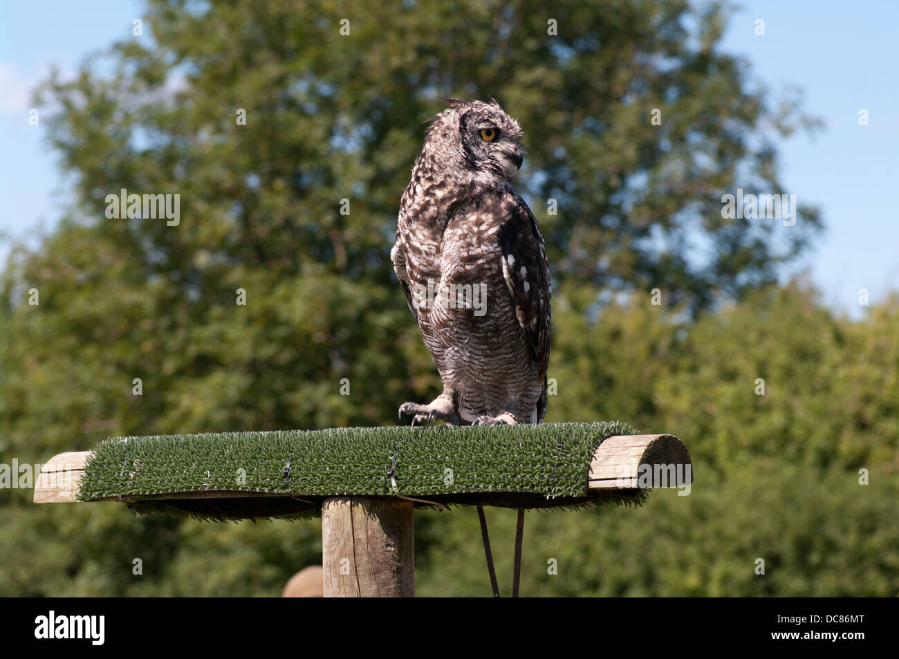 Spotted Eagle Owl " Bubo africanus Stock Photo - Alamy