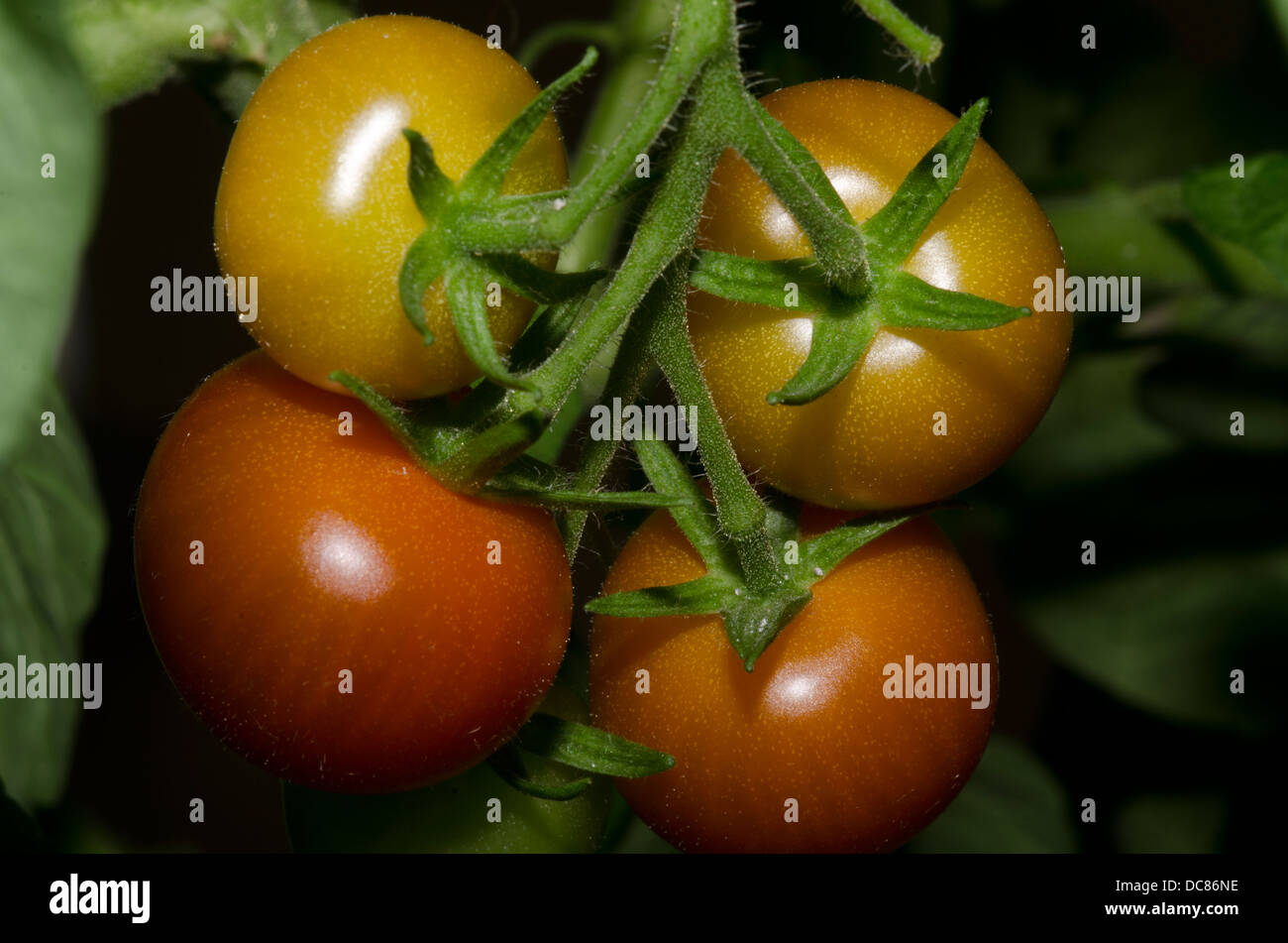 Cocktail tomato plant hi-res stock photography and images - Alamy
