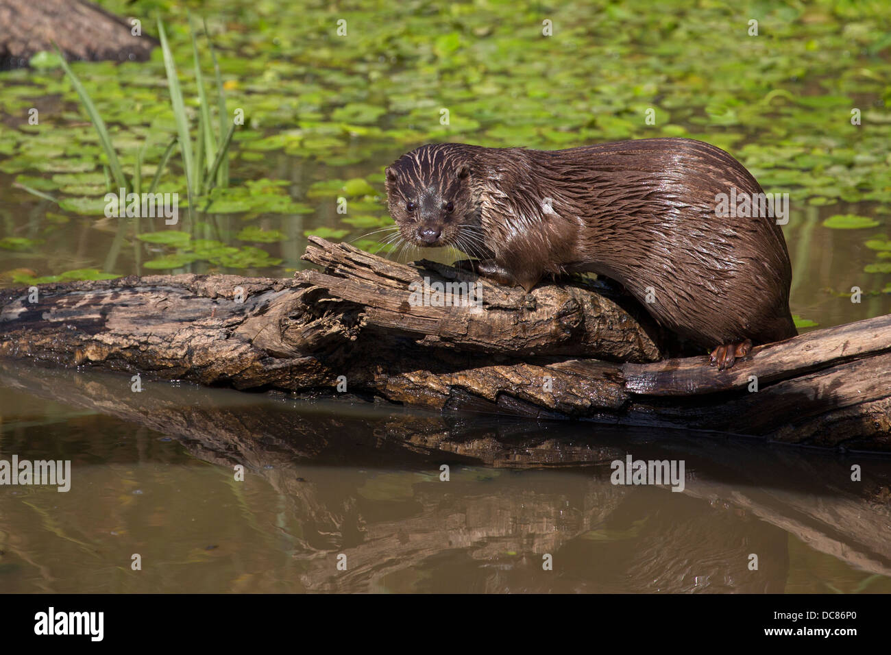 Eurasian River Otter Stock Photos & Eurasian River Otter Stock Images ...