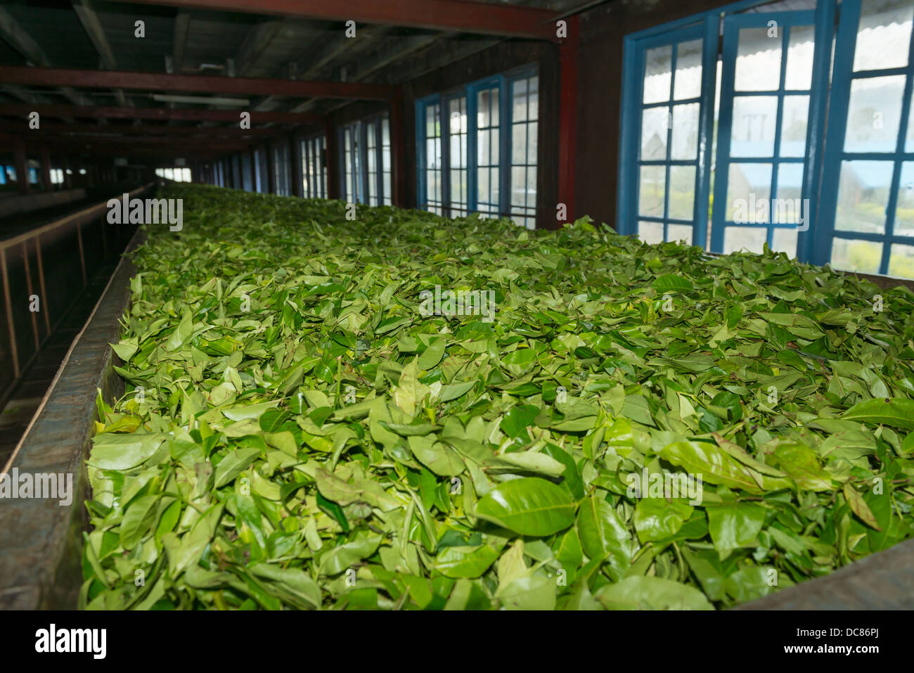 Withering tea hi-res stock photography and images - Alamy