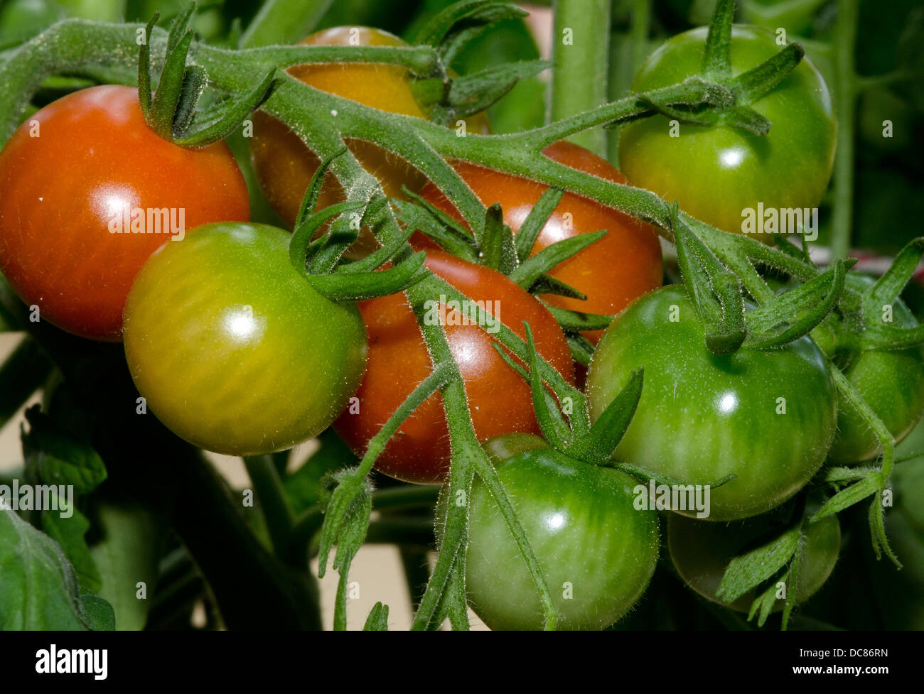 Cocktail Tomato Plant High Resolution Stock Photography and Images - Alamy