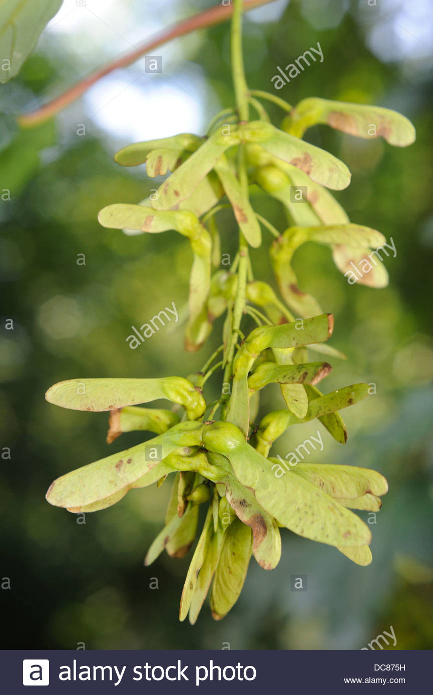 Fruit Of The Sycamore Stock Photos & Fruit Of The Sycamore Stock Images ...