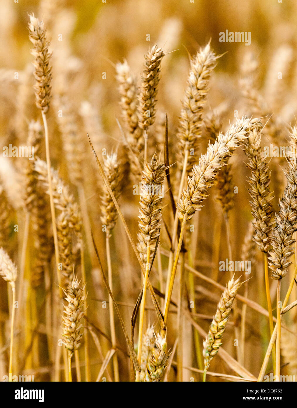 A field of wheat (Triticum spp.) ready for harvesting Stock Photo - Alamy