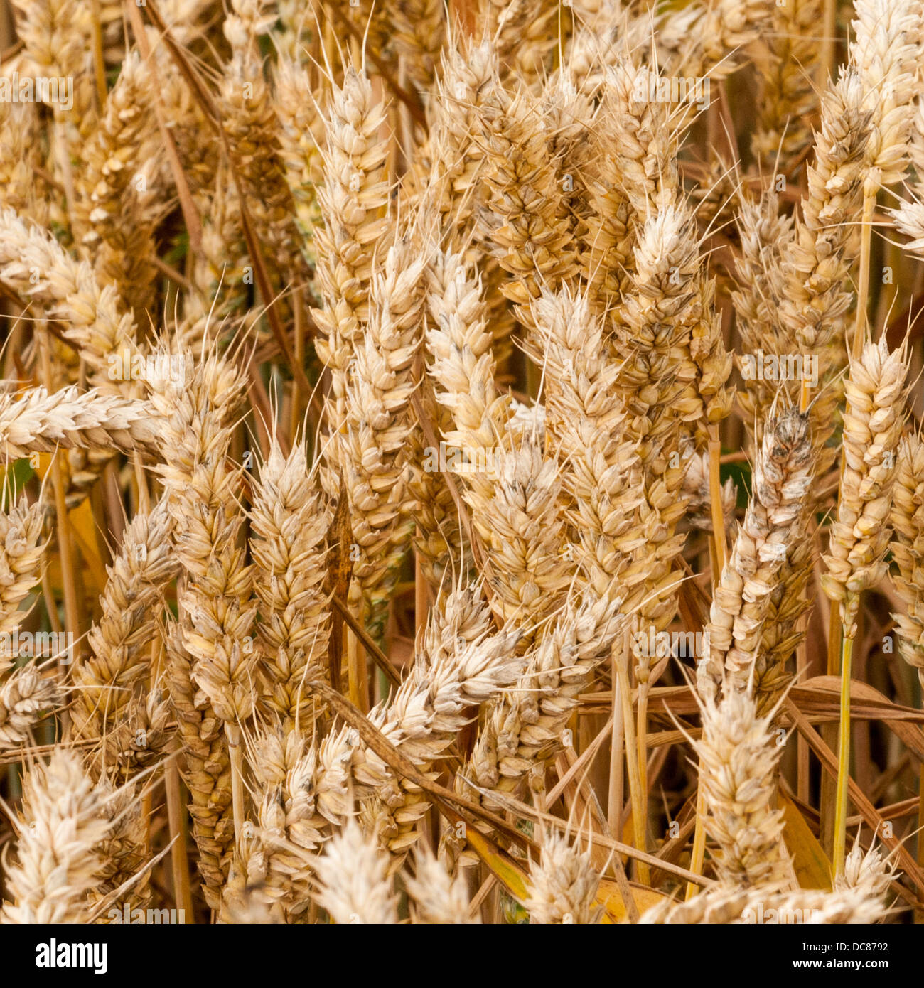 A field of wheat (Triticum spp.) ready for harvesting Stock Photo - Alamy