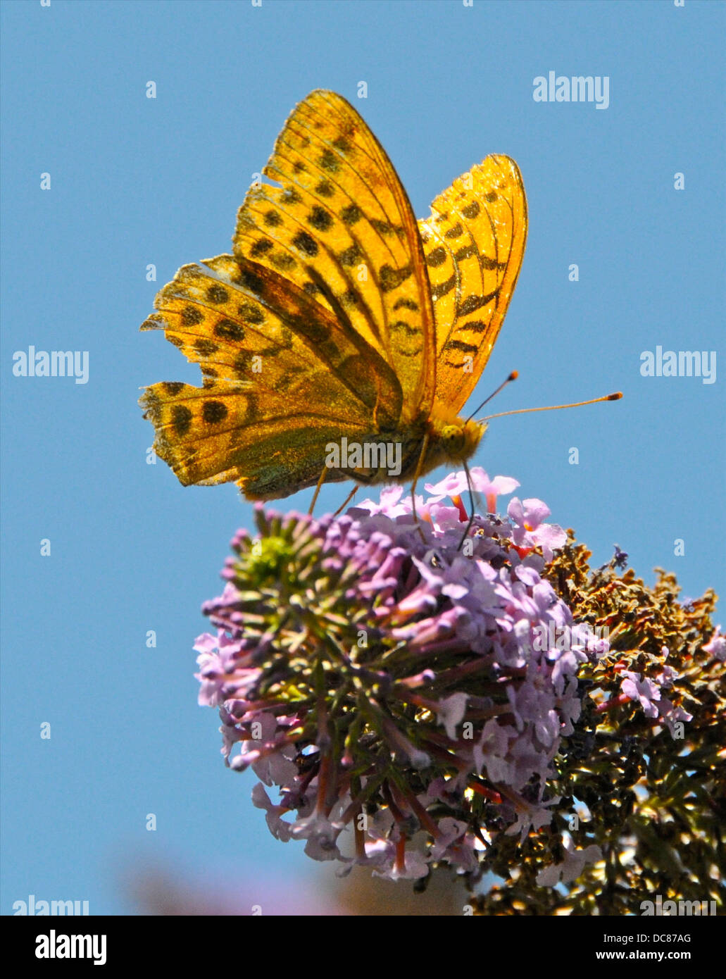 Argynnis butterfly hi-res stock photography and images - Alamy