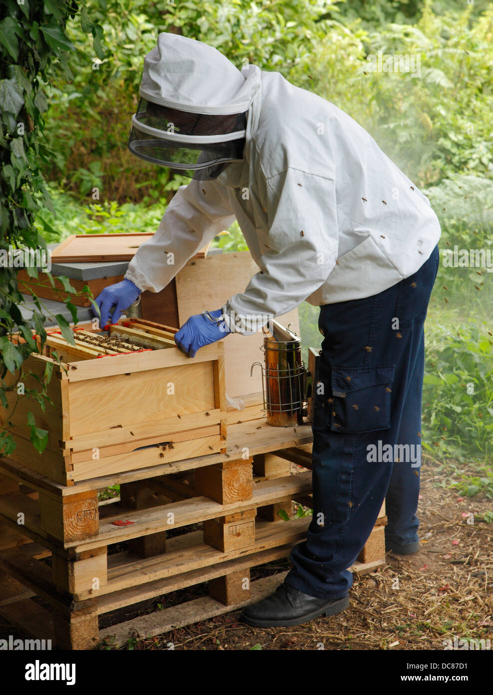 Beekeeper attending to his beehive Stock Photo - Alamy