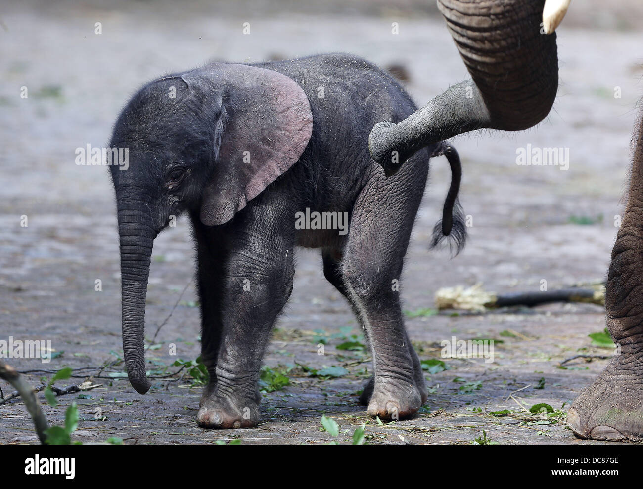 Wuppertal, Germany. 12th Aug, 2013. The elephant offspring 'Pina-Nessie ...