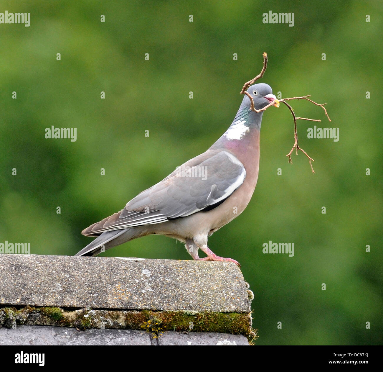 Pigeon Common Wood Pigeon (Columba palumbus) nesting stick beak Stock ...