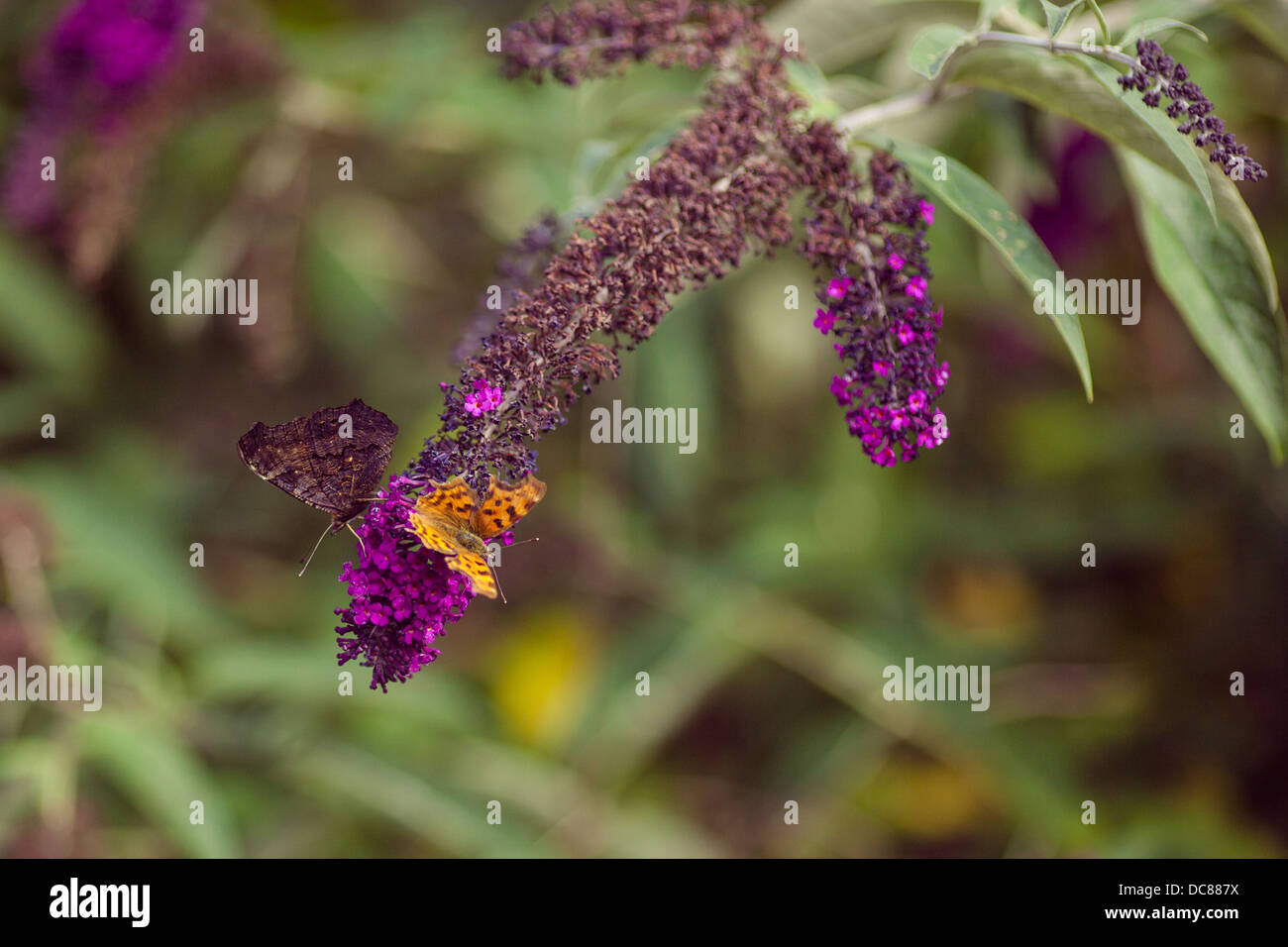 Butterflies on buddleia Stock Photo - Alamy