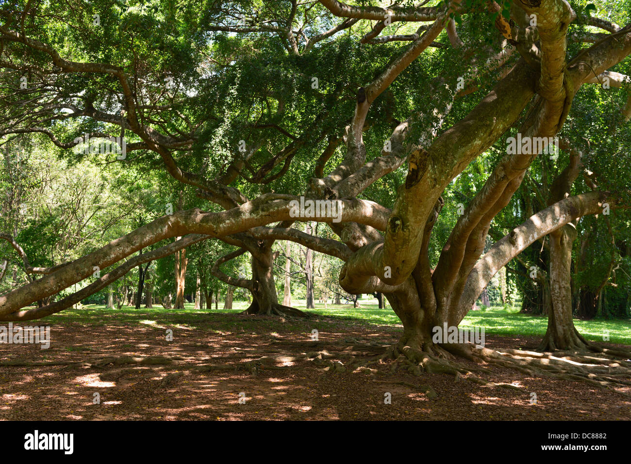 Java Fig Tree High Resolution Stock Photography and Images - Alamy