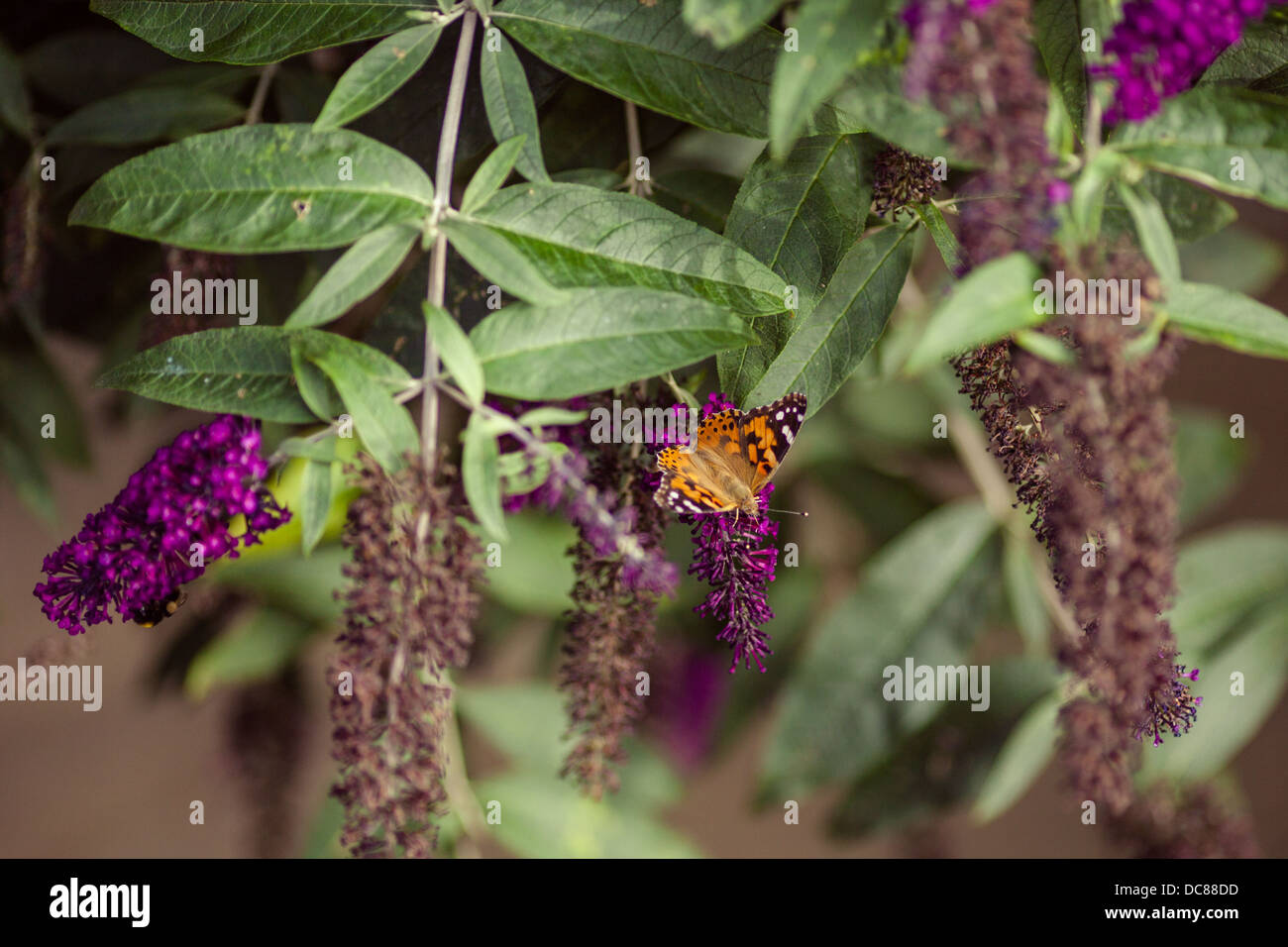 Buddleia shrub hi-res stock photography and images - Alamy