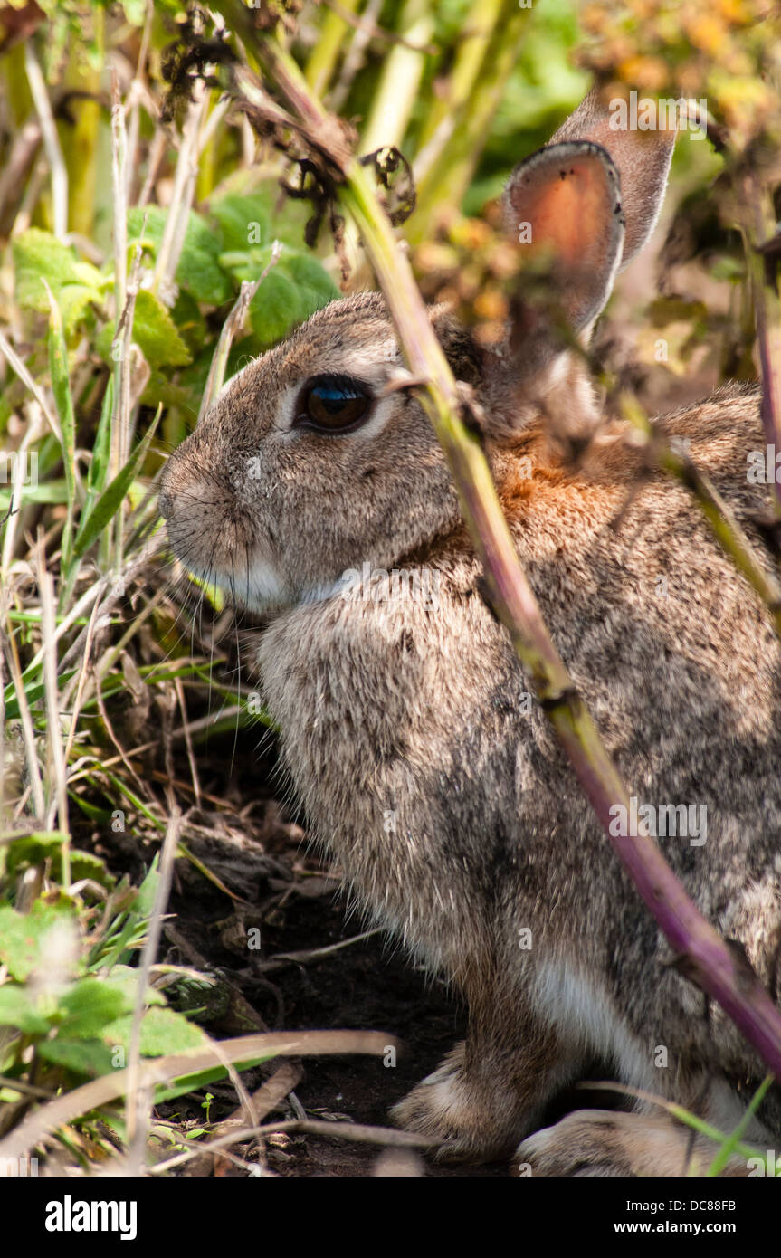 Welsh rabbit hi-res stock photography and images - Alamy