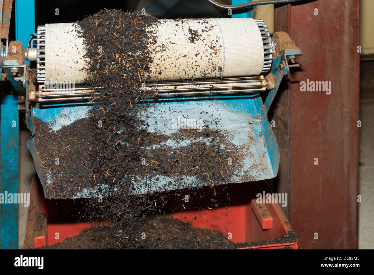 Black tea bulk on production line at tea factory after fixation warming ...