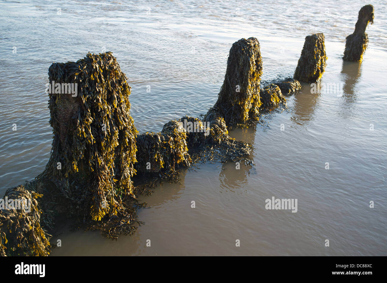 Seaweed covered groyne river Deben Suffolk UK Stock Photo - Alamy