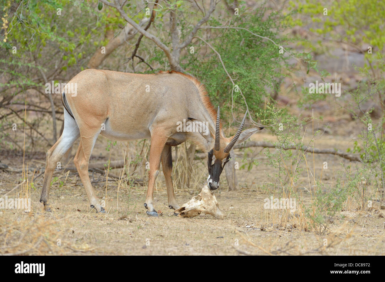Dead buffalo hi-res stock photography and images - Alamy