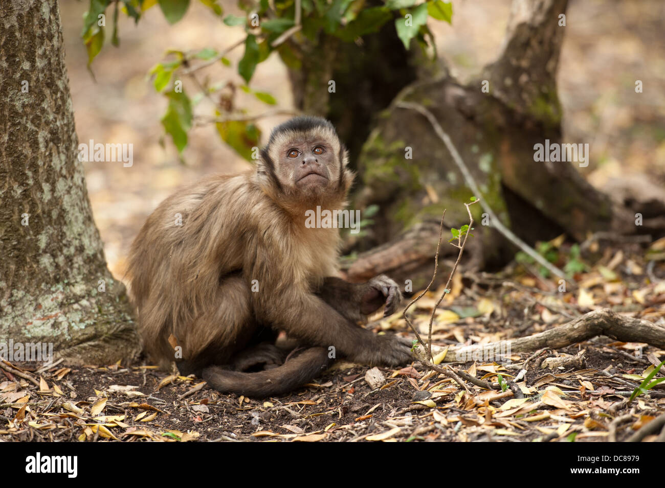 Garden route plettenberg bay hi-res stock photography and images - Alamy