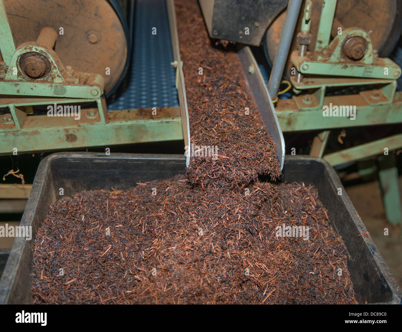 Grading tea industry hi-res stock photography and images - Alamy