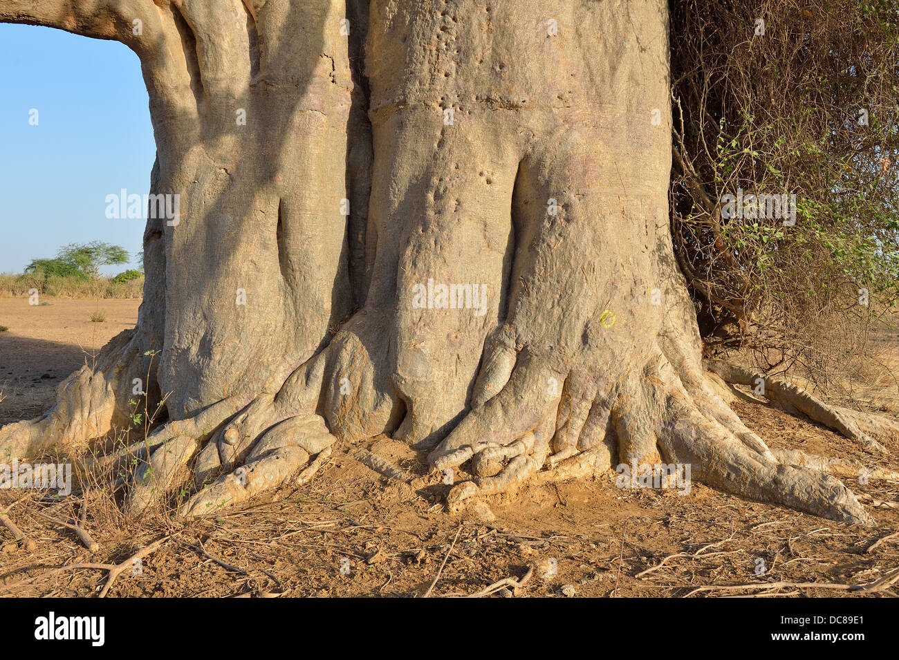 Baobab - Dead-rat tree - Monkey-bread tree - Upside-down tree ...