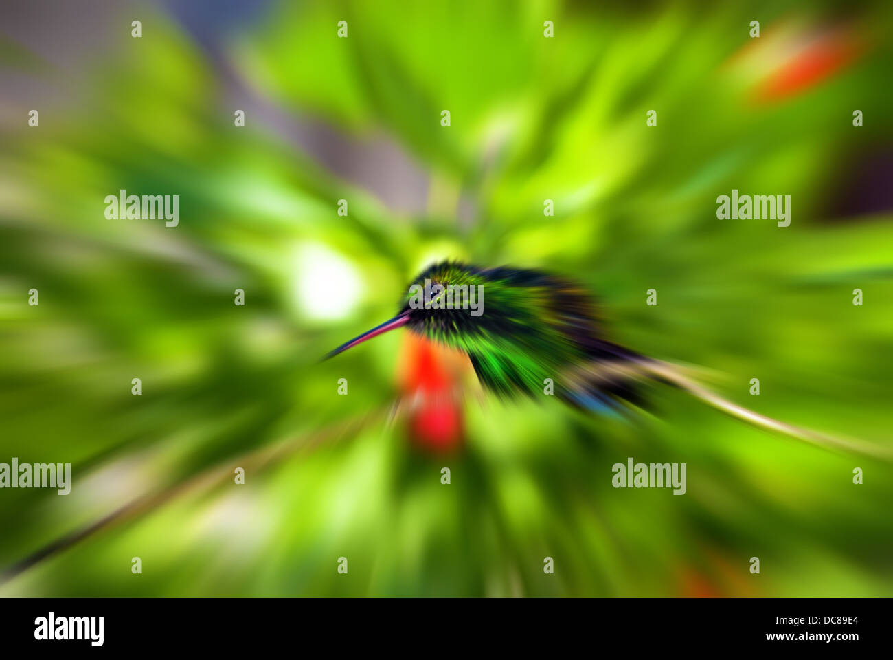 Humming bird in tropical forest Stock Photo - Alamy