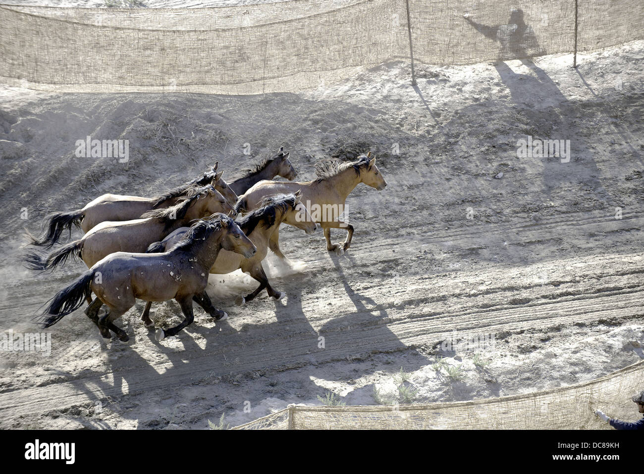Gather mustangs desert hi-res stock photography and images - Alamy
