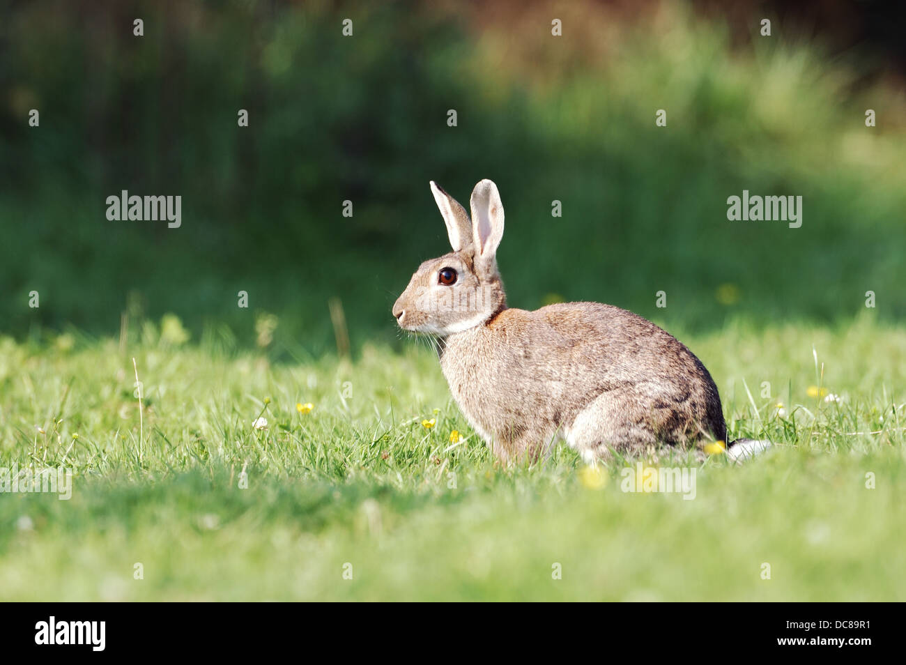 Wild rabbit sitting in grass hi-res stock photography and images - Alamy