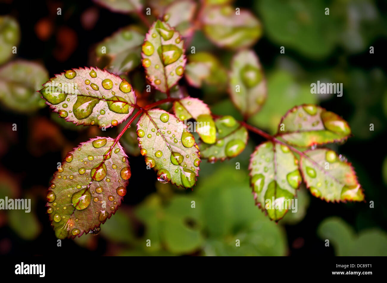 Rose leaves hi-res stock photography and images - Alamy