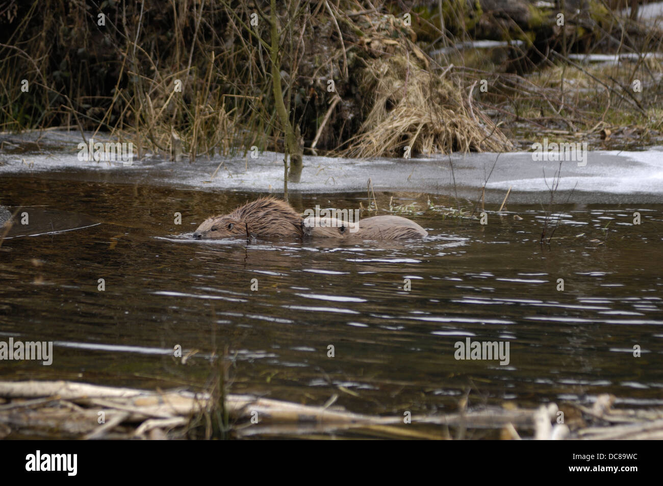 Eurasian Beaver (Castor fiber) pair mating in water in winter Stock ...