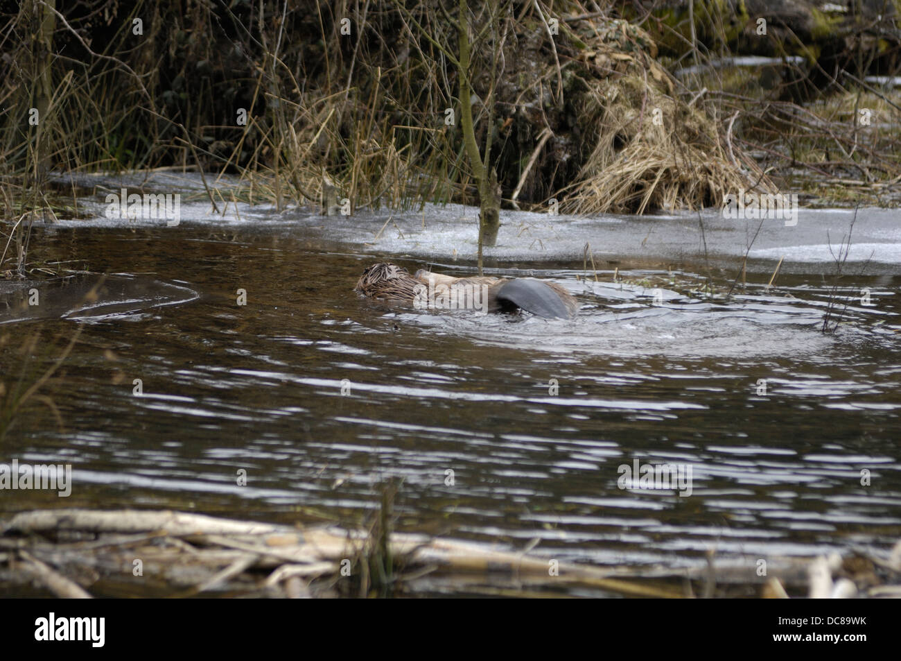 Eurasian Beaver (Castor fiber) pair mating in water in winter Stock ...