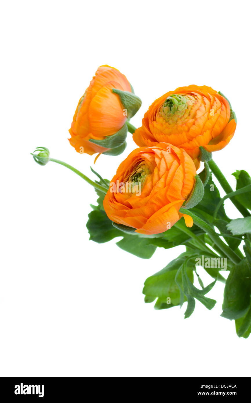 three orange ranunculus flowers Stock Photo - Alamy
