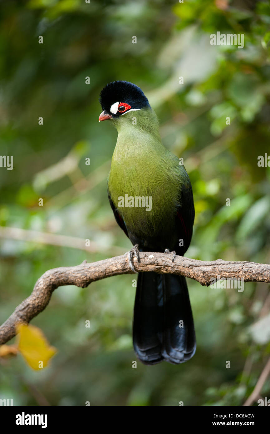 Hartlaubs turaco hi-res stock photography and images - Alamy