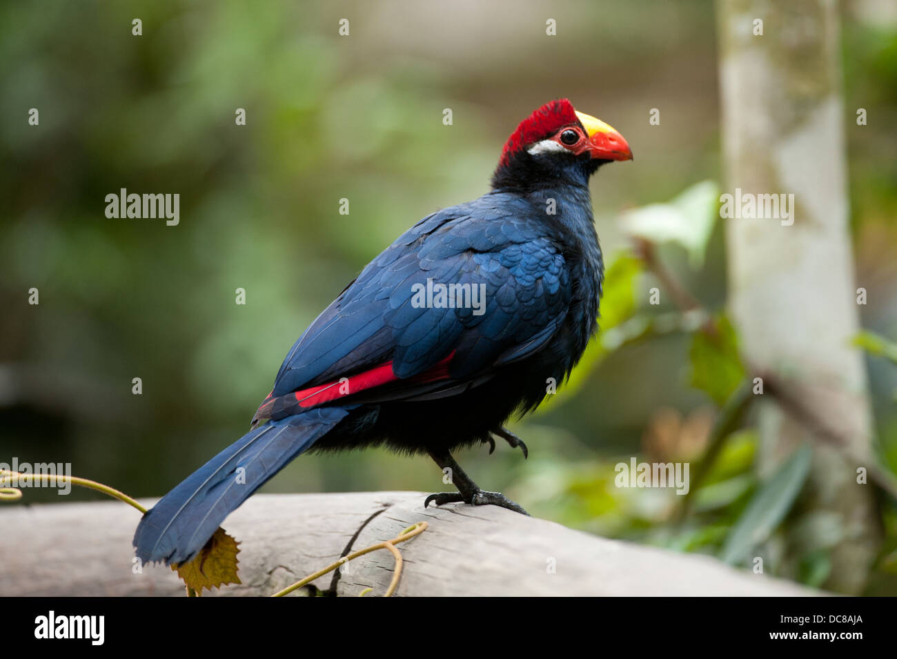 Violet turaco, Musophaga violacea, Birds of Eden, Plettenberg Bay ...