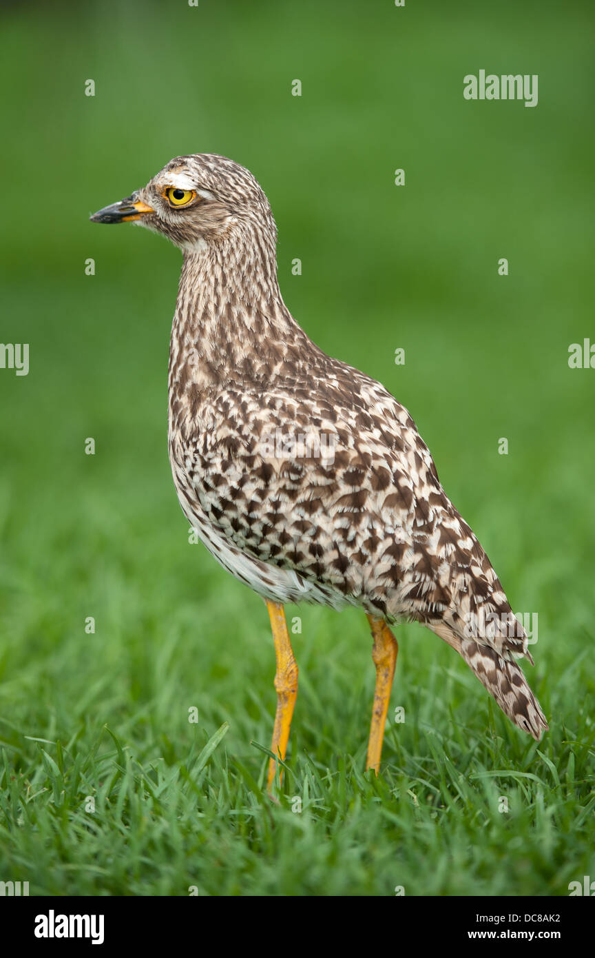 Spotted thick-knee, Burhinus capensis, Birds of Eden, Plettenberg Bay ...