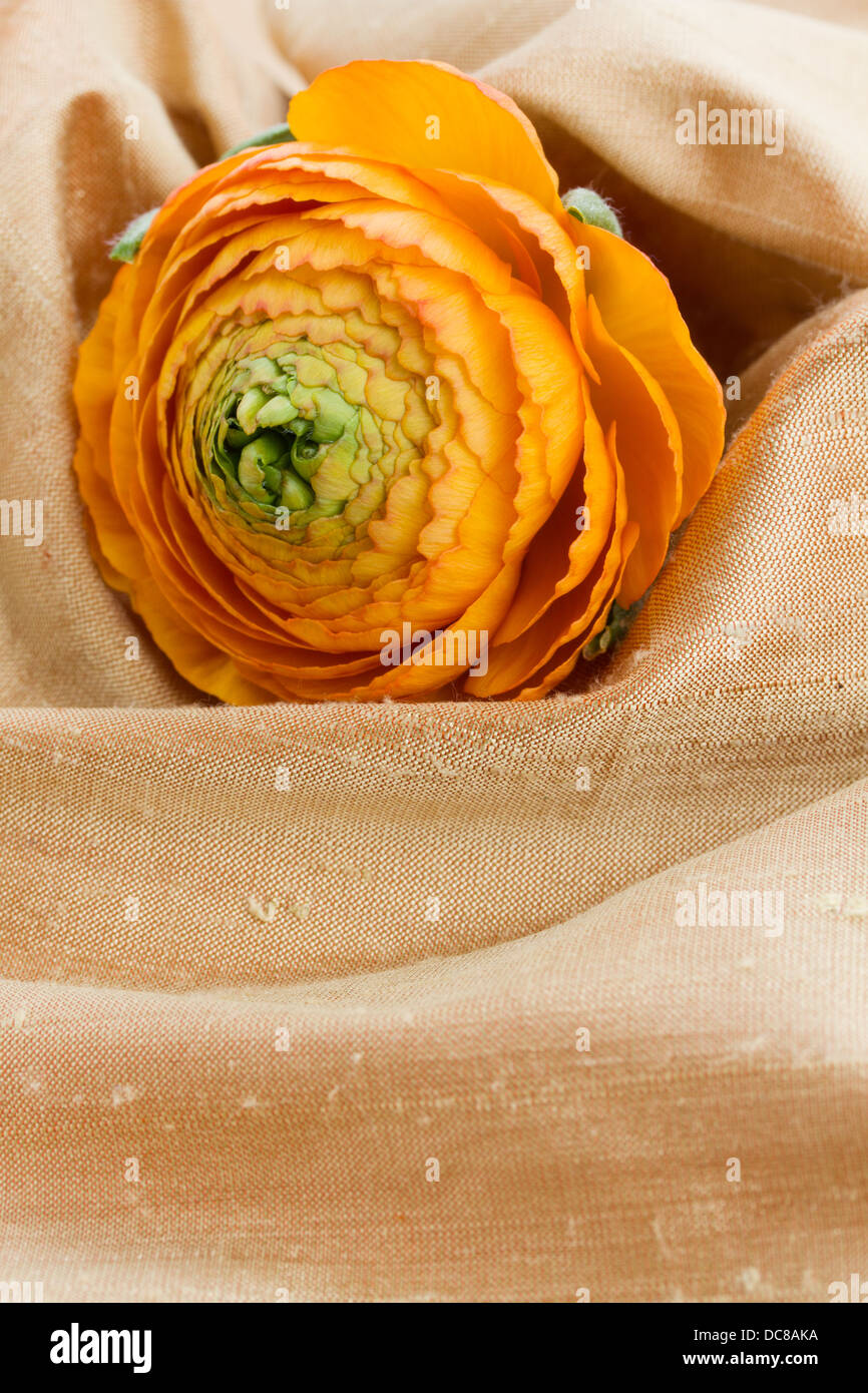 orange ranunculus flower Stock Photo - Alamy