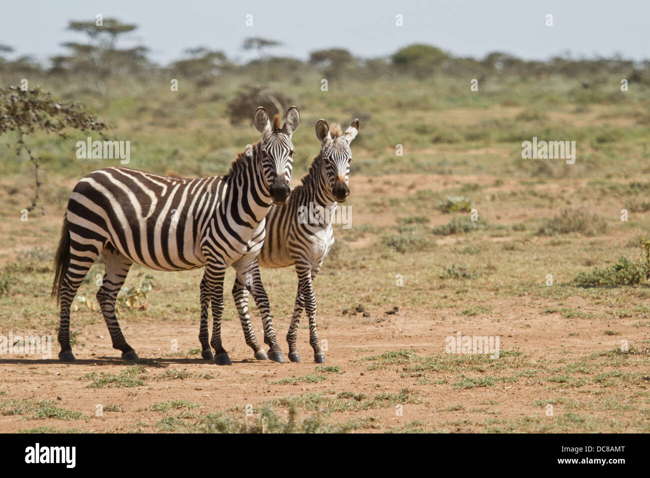 Common Zebra [Equus quagga], Maasai Land, Kenya Stock Photo - Alamy