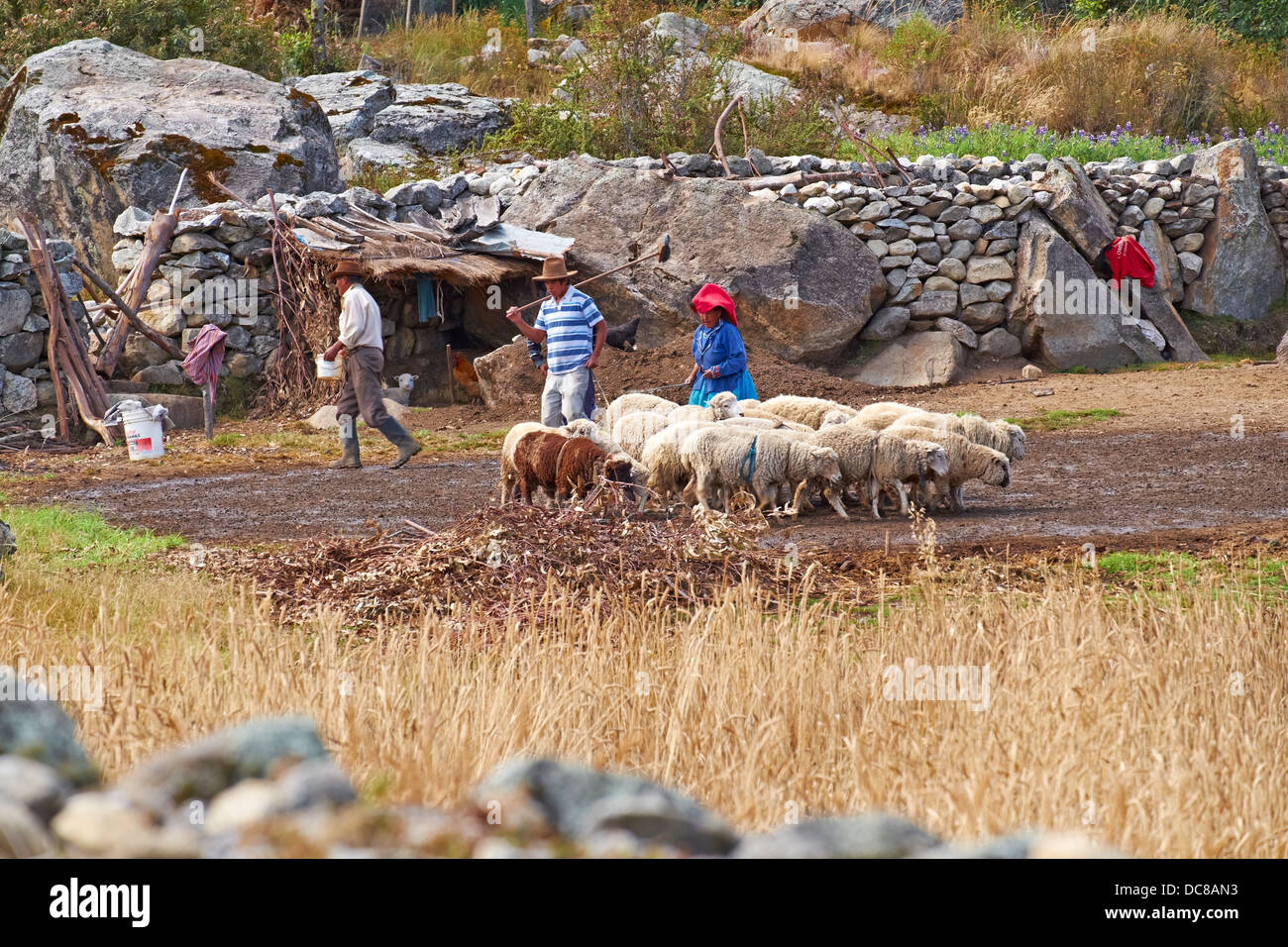 Farmers at their Animal Enclosure Preparing the ground for threshing ...
